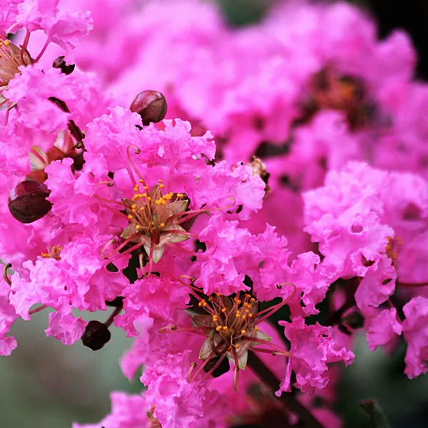 Searles | Growing crepe myrtles