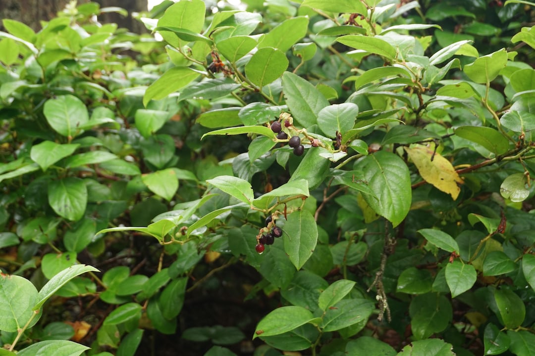 🌱 How To Grow Salal Successfully
