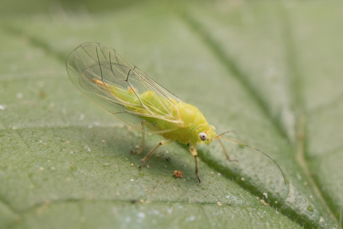 Japanese Knotweed and Psyllid Aphalara Itadori