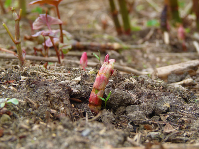 What Does Young Japanese Knotweed Look Like?