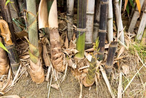 Bamboo Identification | Identifying Invasive Bamboo | Japanese Knotweed ...