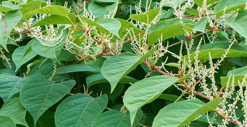 Japanese Knotweed and Psyllid Aphalara Itadori