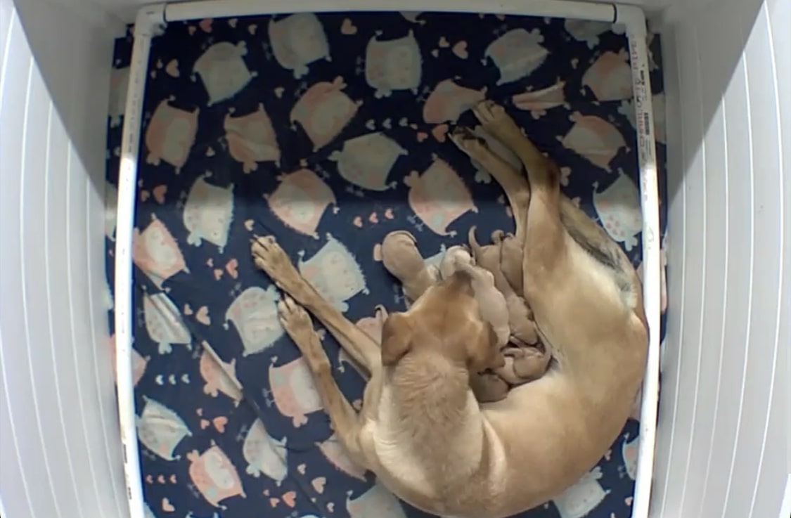 What Size Whelping Box Do You Need for a Labrador? Tips and Safety Info