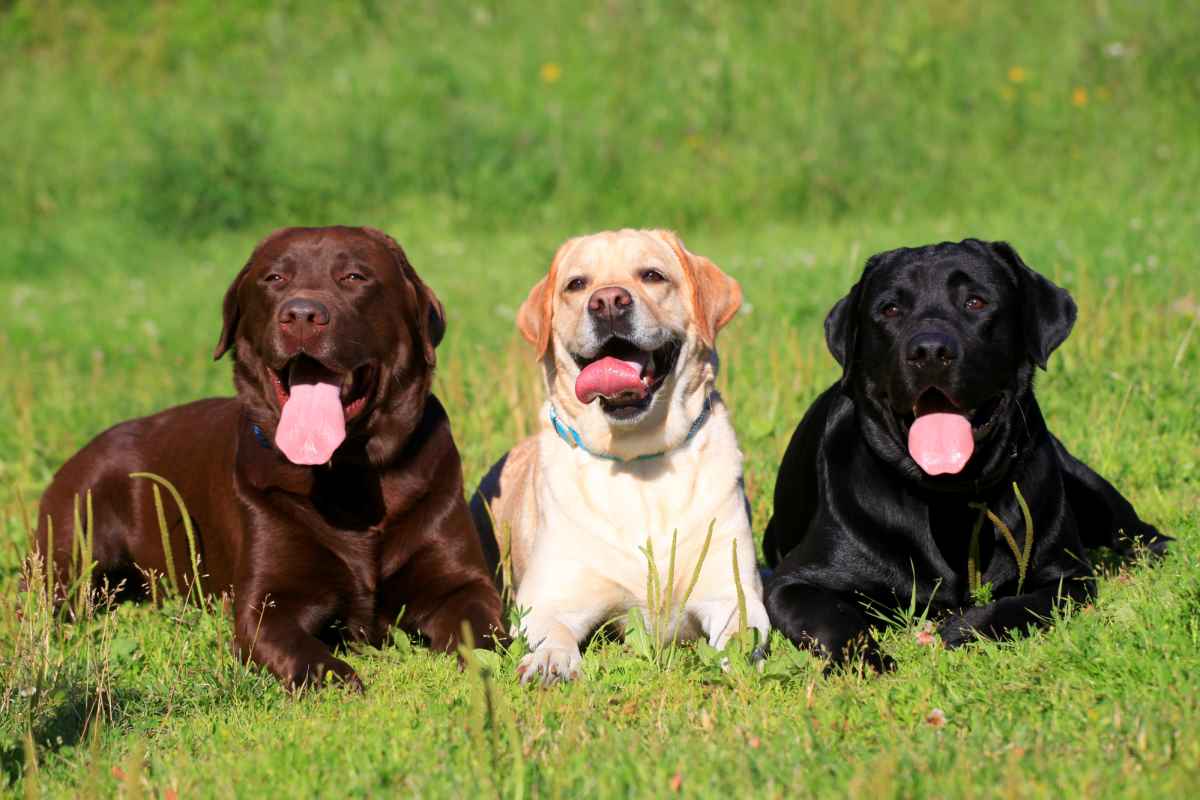 Chocolate Labradors: The Ultimate Guide