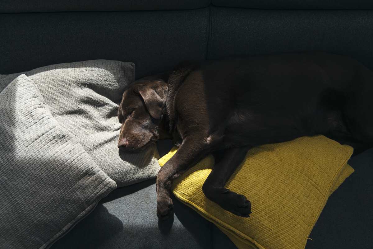 Chocolate Labradors: The Ultimate Guide