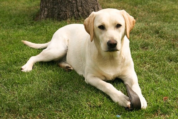 Goldador: The Complete Labrador Golden Retriever Mix Guide