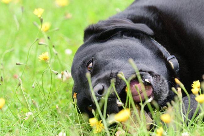 Labrador Eating Sticks and Rocks? Here’s How I Stopped It