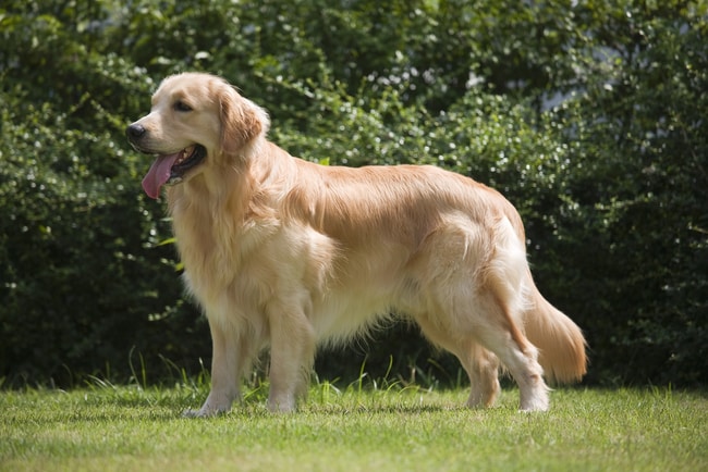 Goldador: The Complete Labrador Golden Retriever Mix Guide