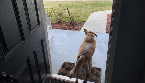 Do Labrador Retrievers Run Away? Prevention and Reaction Tips