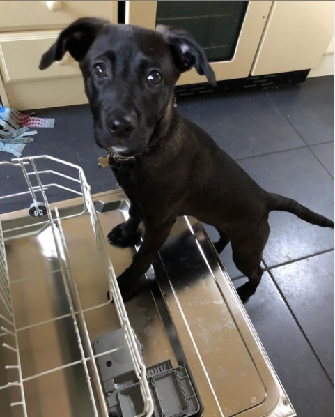 Jack Russell Labrador Mix (Jackador): The Ultimate Breed Guide