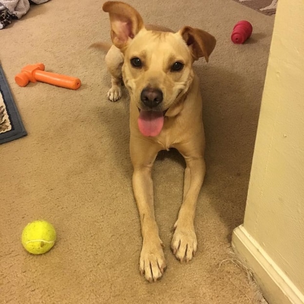 Jack Russell Labrador Mix (Jackador): The Ultimate Breed Guide