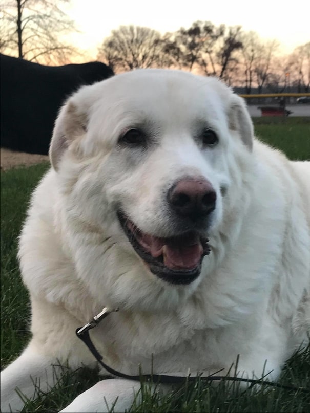 Great Pyrenees Labrador Mix: The Ultimate Pyrador Guide
