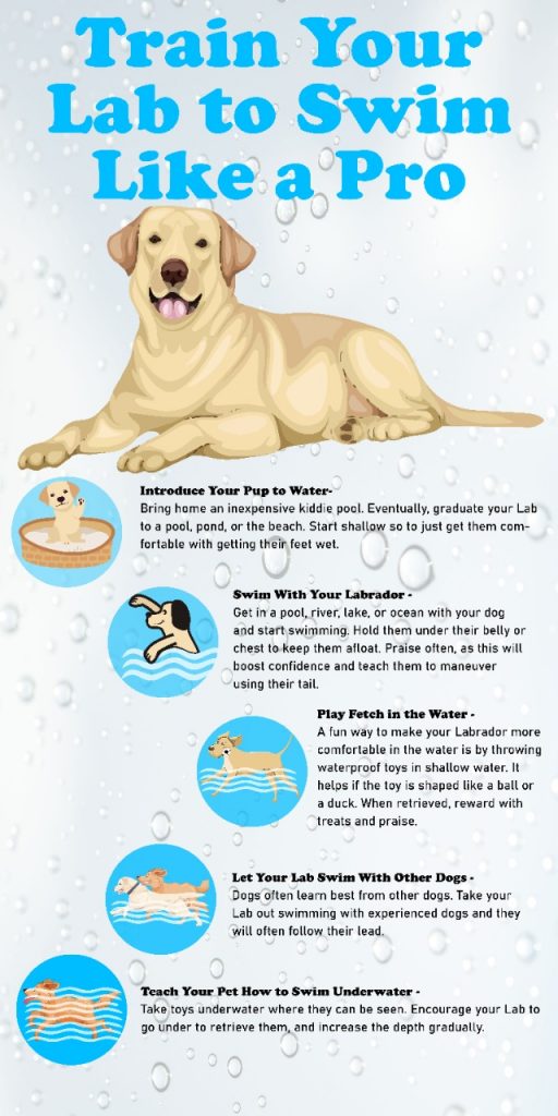 Do Labradors Like Water? How to Get Yours Swimming Like a Pro