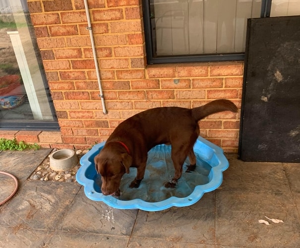 Do Labradors Like Water? How to Get Yours Swimming Like a Pro