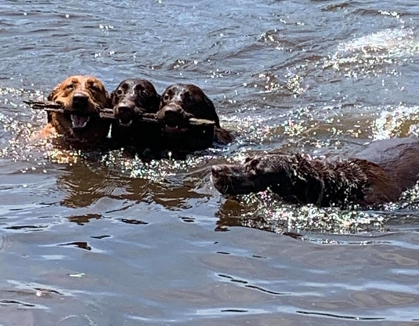 Do Labradors Like Water? How to Get Yours Swimming Like a Pro