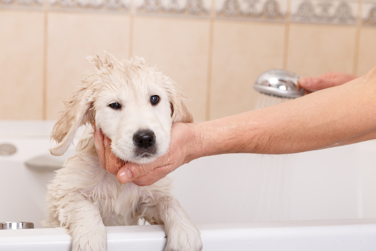 How Often Should You Bathe Your Labrador? Bathing Tips For Owners