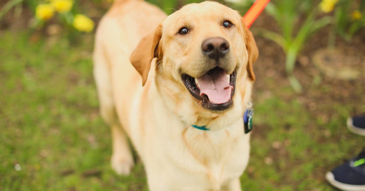 Which Color Lab Is The Best? (Comparing Yellow, Black, And Chocolate)