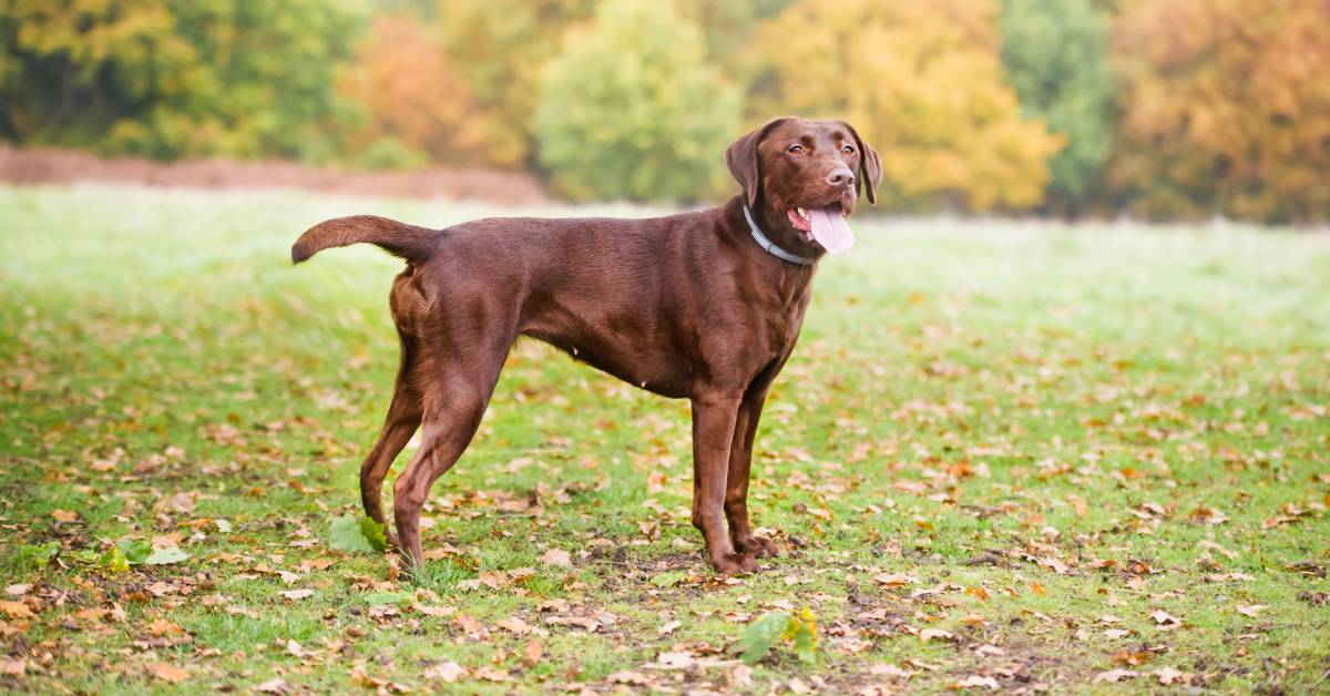 Which Color Lab Is The Best? (Comparing Yellow, Black, And Chocolate)