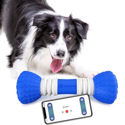 Best Electronic Dog Toys | Everything Labradors