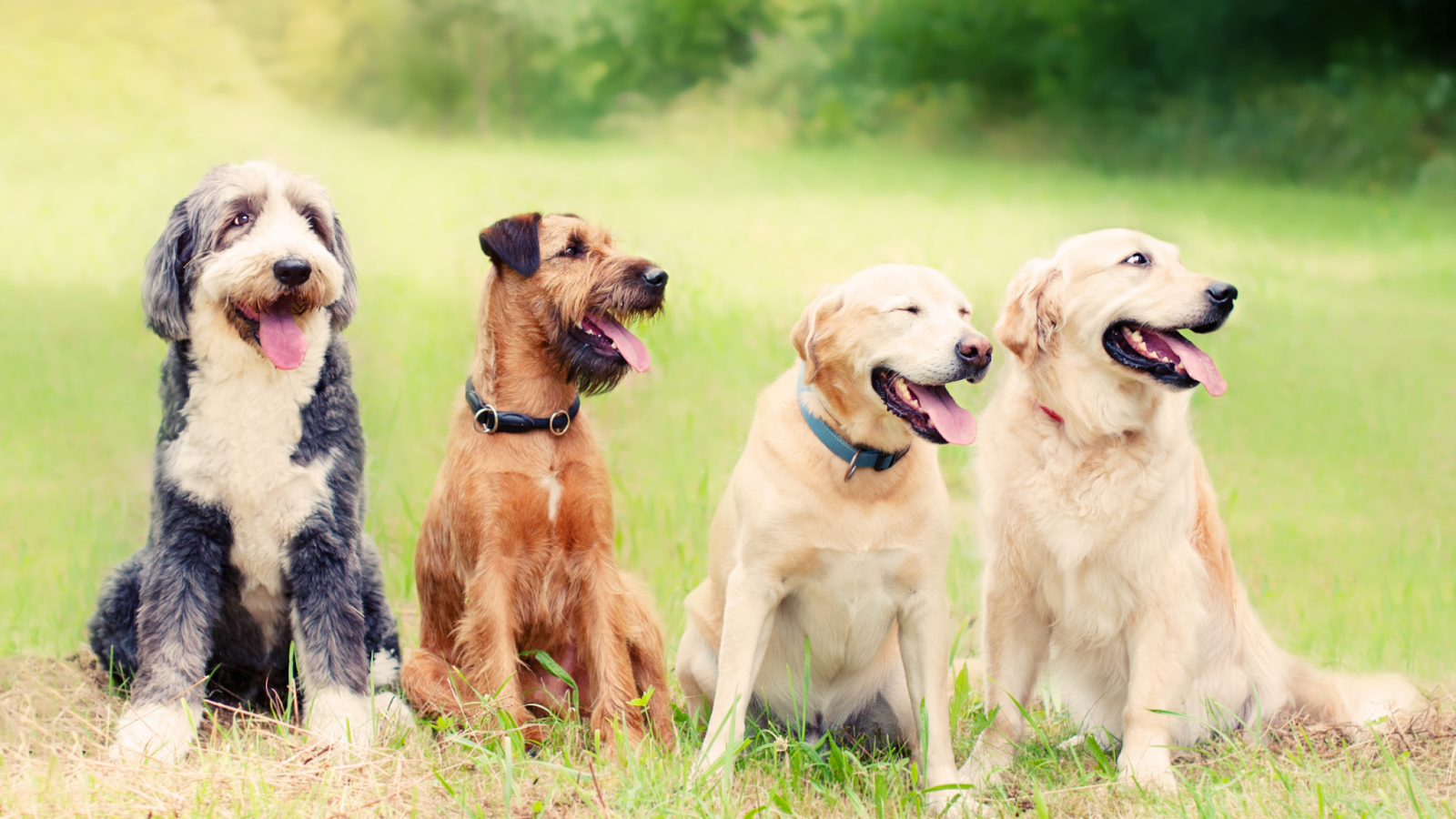 Why SOCIALISATION is important for Dogs. - Playful Paws