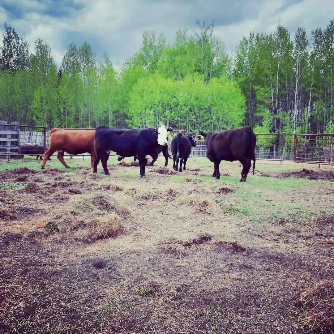 Home | Rocking T Farm