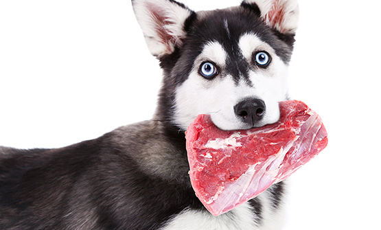 Jakie przysmaki wybrać dla psa? | DogWay