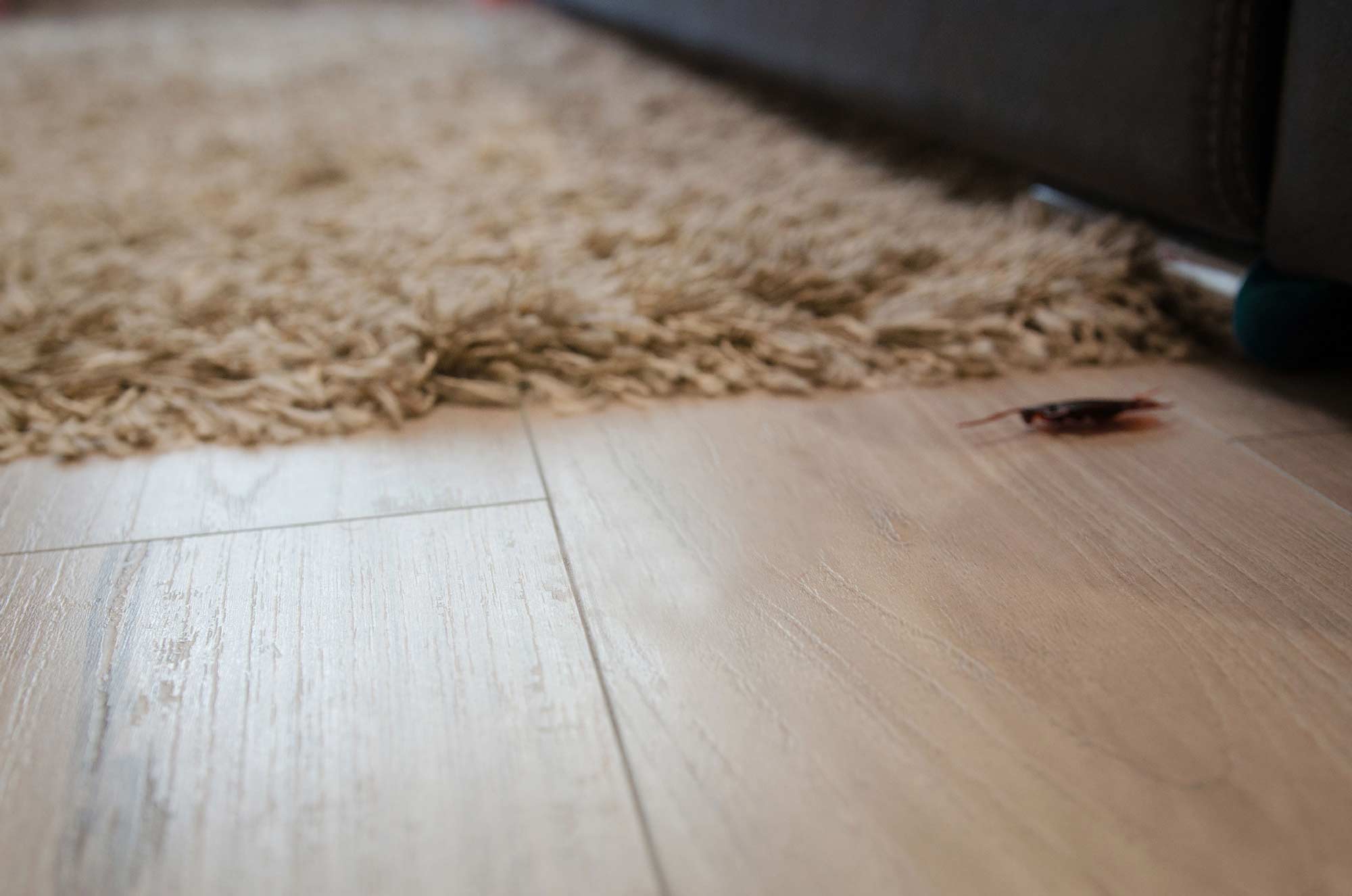 Roach Removal Near Me In Brooklyn NYC - Get Rid Of Cockroaches