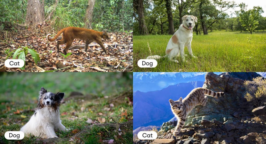 Image Annotation | SuperAnnotate