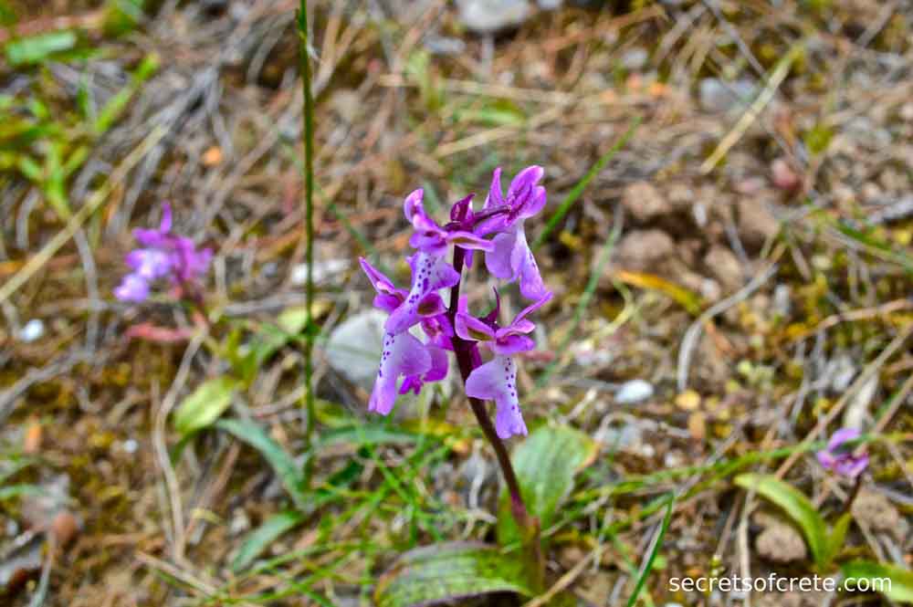 4 Must See Wild Spring Flowers in Crete
