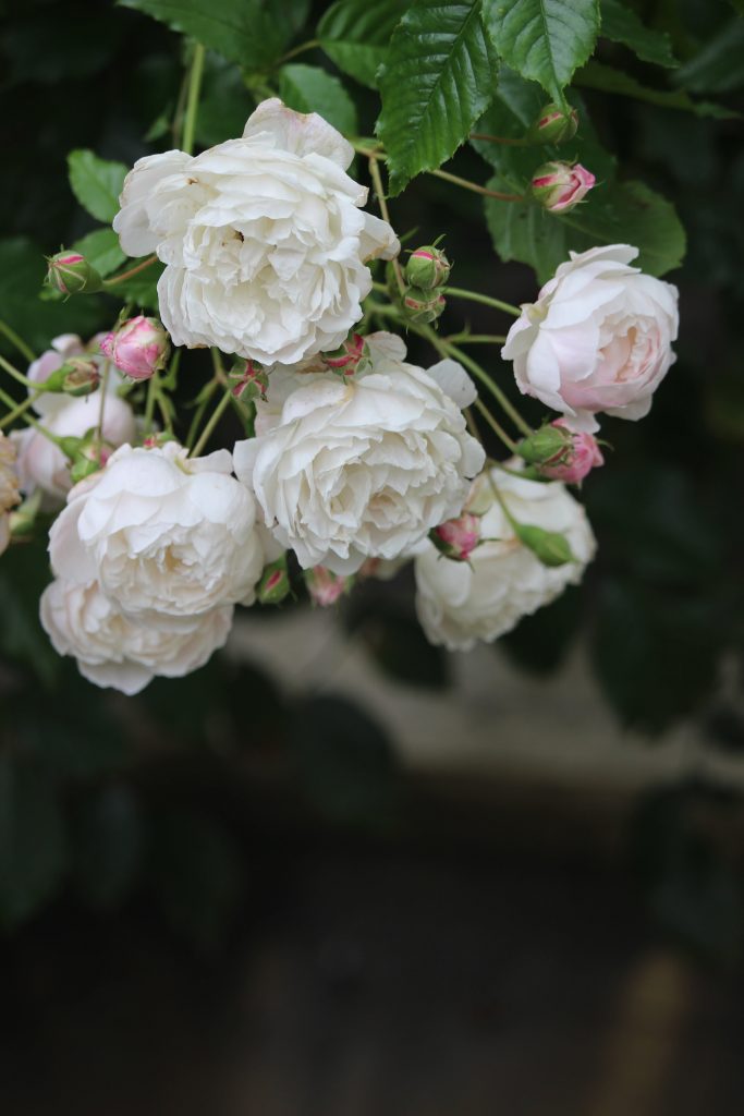 How Do Roses Get Their Names 