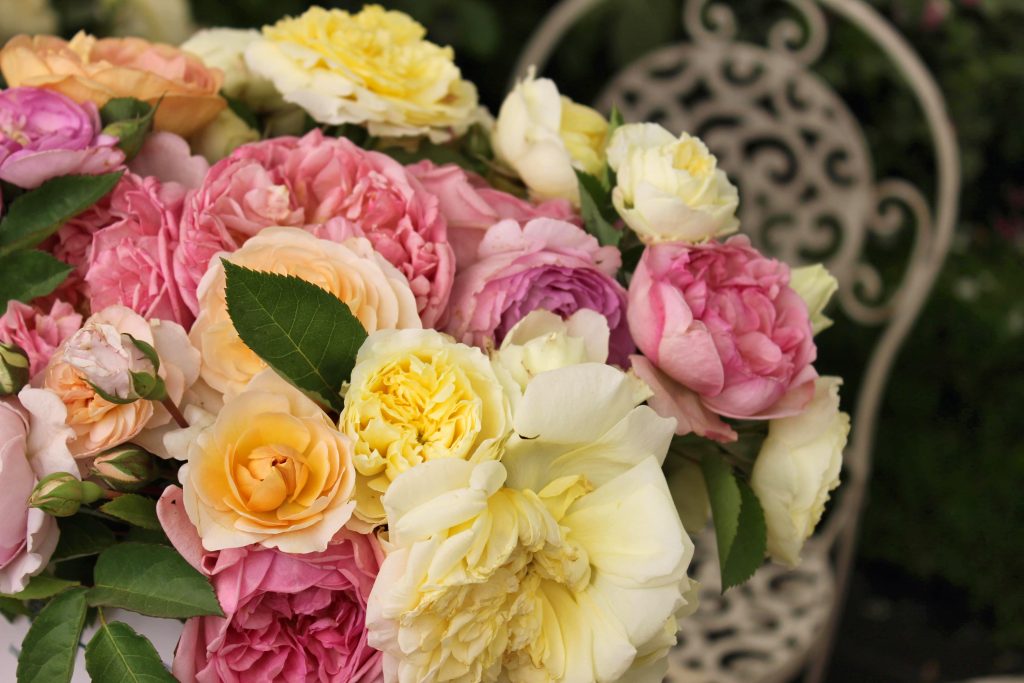 10 Fascinating Facts About Roses That Will Simply Astonish You 10 Fascinating Facts About Roses That Will Simply Astonish You