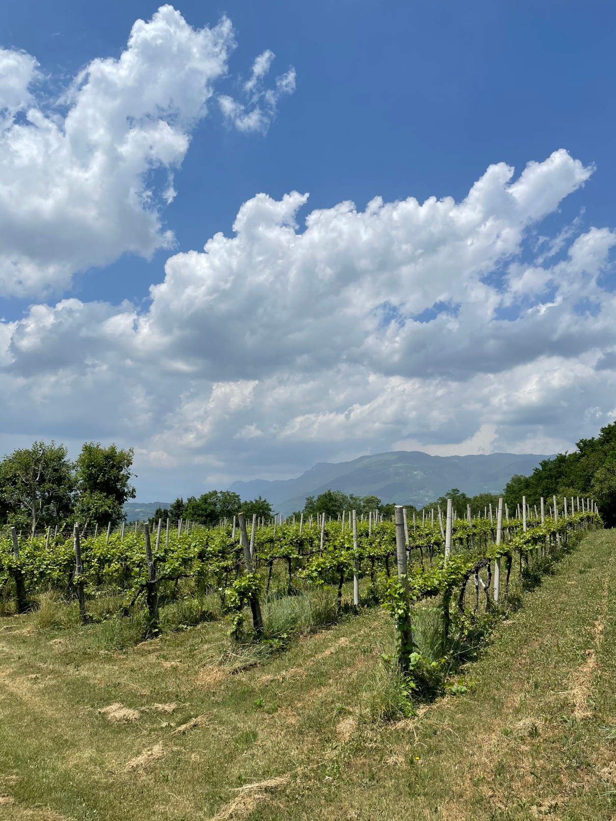 Marco Turco – Breganze