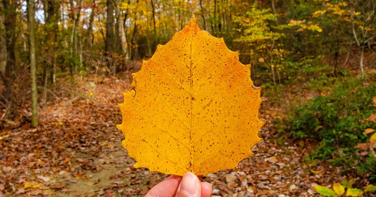 The perfectly imperfect leaf | RAMPANTASIAN » Blog