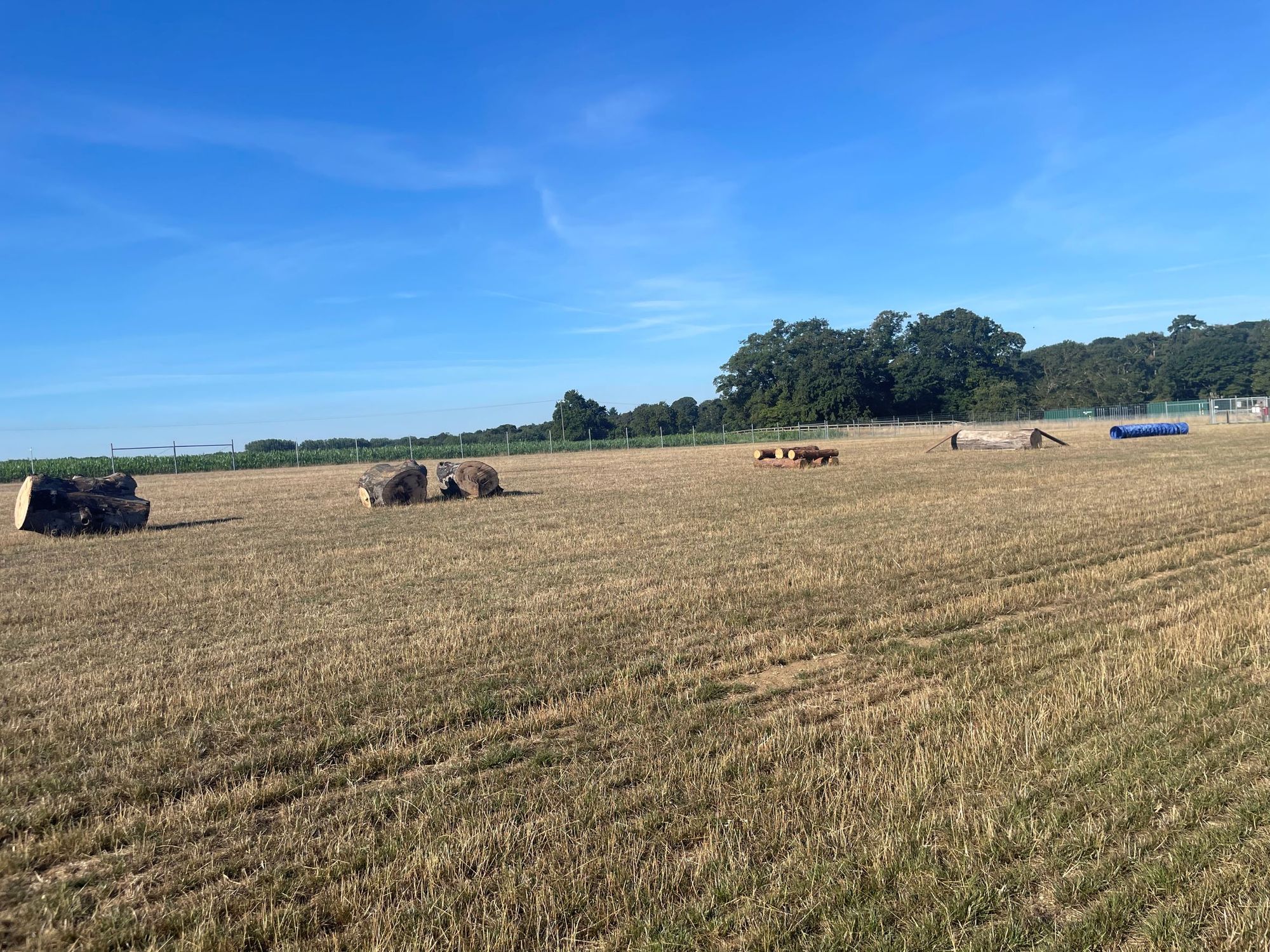 Secure Dog Field To Hire | Norfolk | Riddlesworth Dog Park