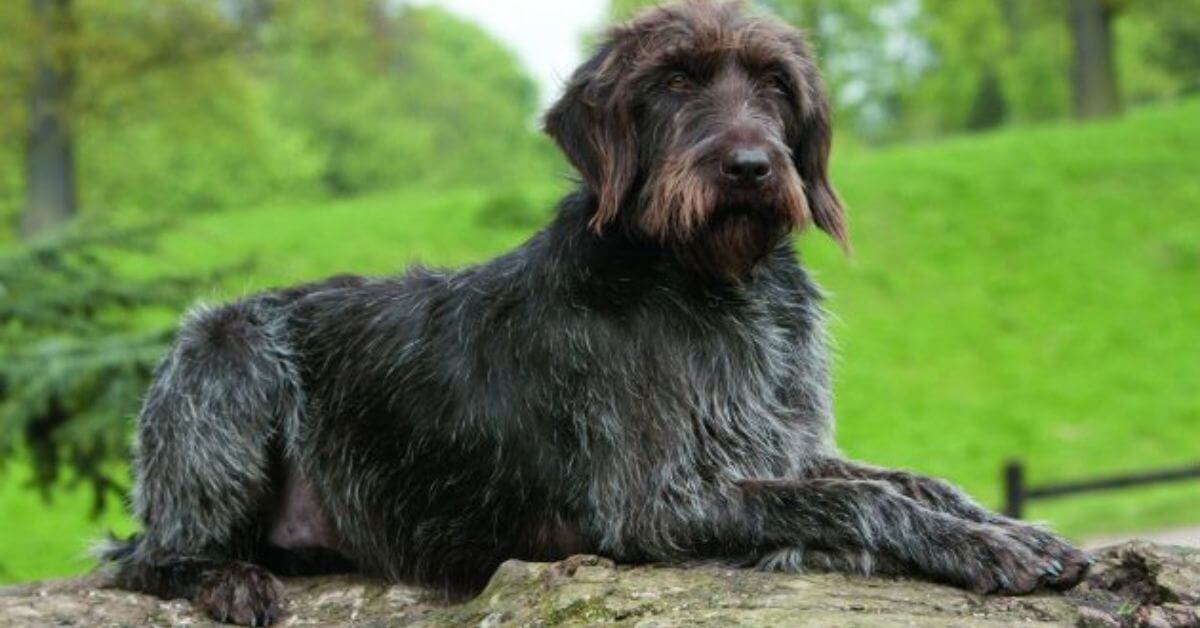 Griffon Korthals | Le chien le plus vigilant du monde