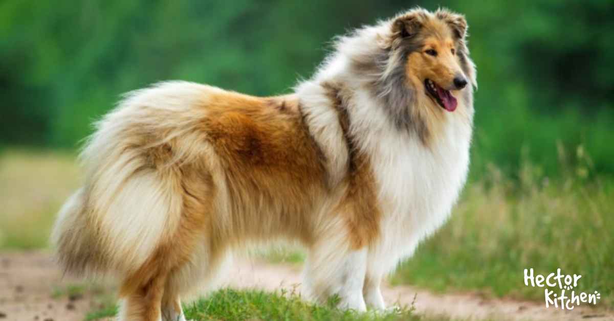 Croquettes pour Colley : comment bien les choisir | Hector Kitchen