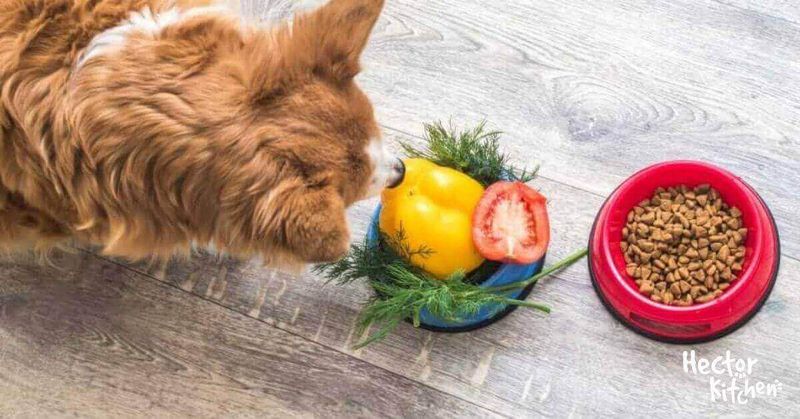 Croquettes pour chien : Guide complet pour une alimentation équilibrée ...