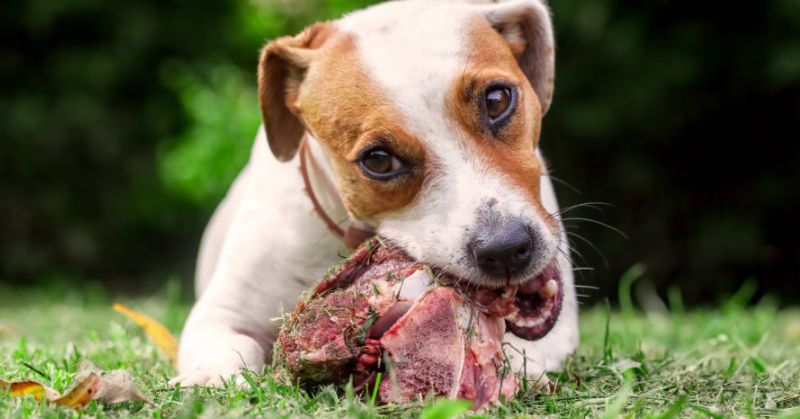 BARF pour chien : Tout savoir sur cette alimentation naturelle | Hector ...