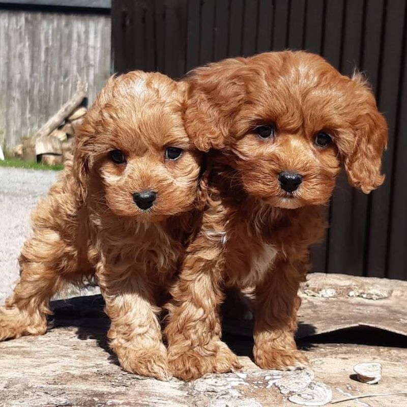 Cavapoos
