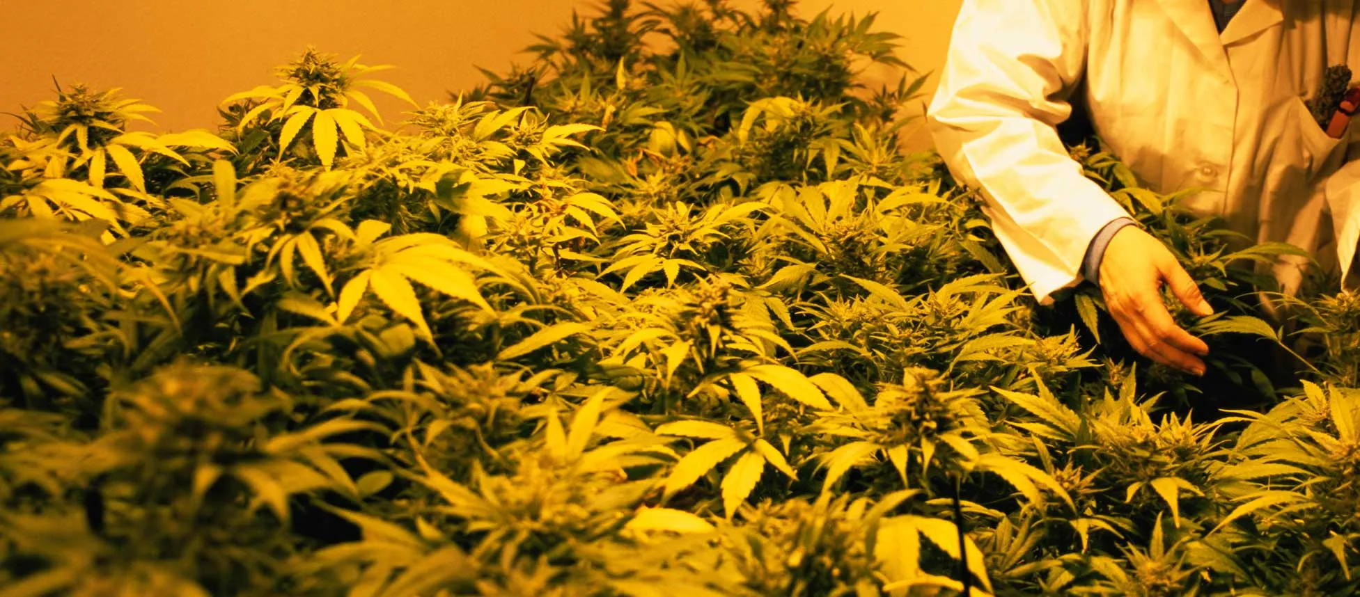 Ensuring Compliance and Security: Cannabis Security Camera Solutions — Outsourceo 128