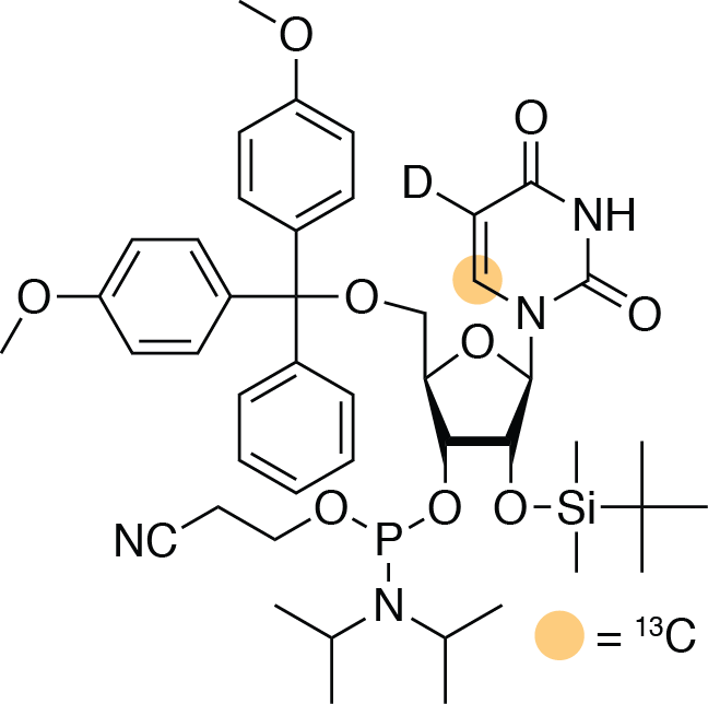 Stable isotope labeled RNA & DNA building blocks