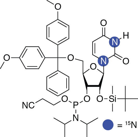 Stable isotope labeled RNA & DNA building blocks