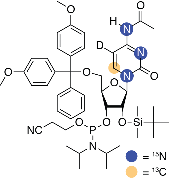 Stable isotope labeled RNA & DNA building blocks