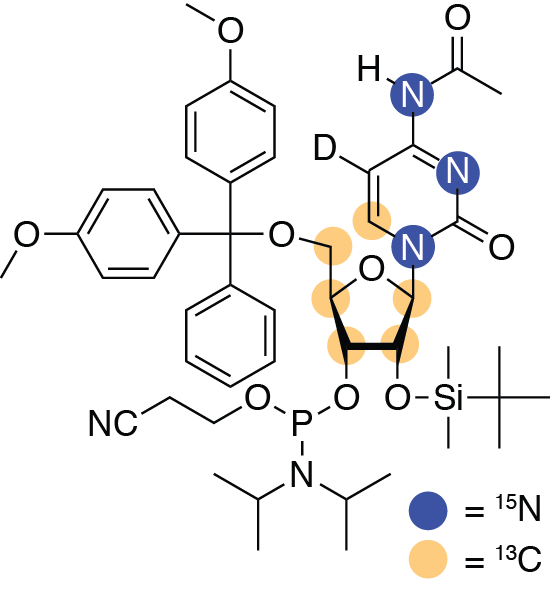 Stable isotope labeled RNA & DNA building blocks