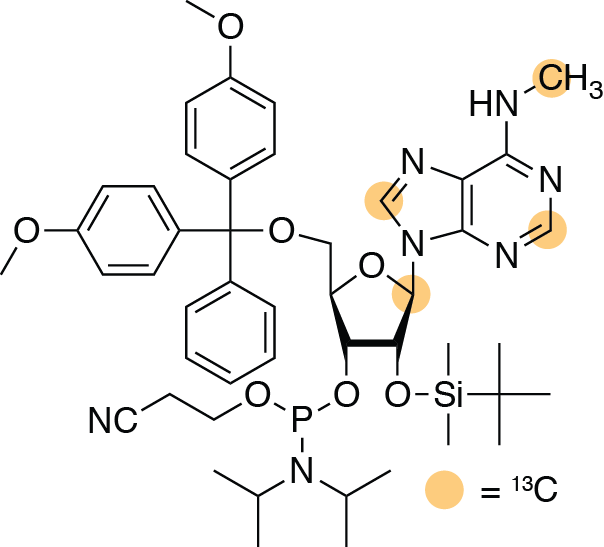 Stable isotope labeled RNA & DNA building blocks