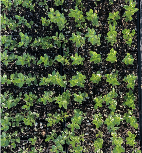 Kerikeri Plant Production