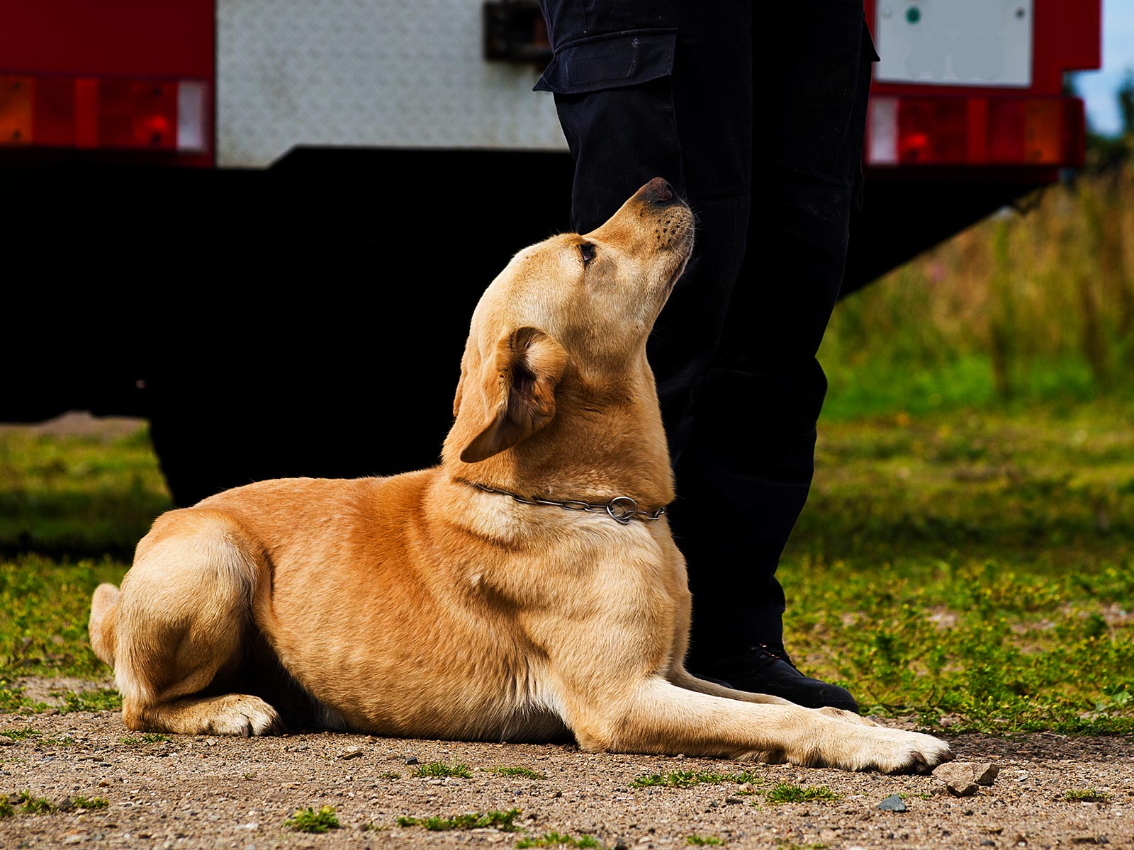 Welcome to Canines Supporting First Responders | Find Out More