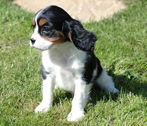 Cavalier puppies for sale in Burnley near Rossendale, Lancashire
