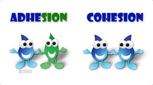 Sentence Construction & Cohesion | reading skills | SpeakoClub