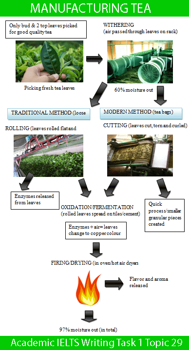 process for manufacturing black tea – Diagram |IELTS| SpeakoClub